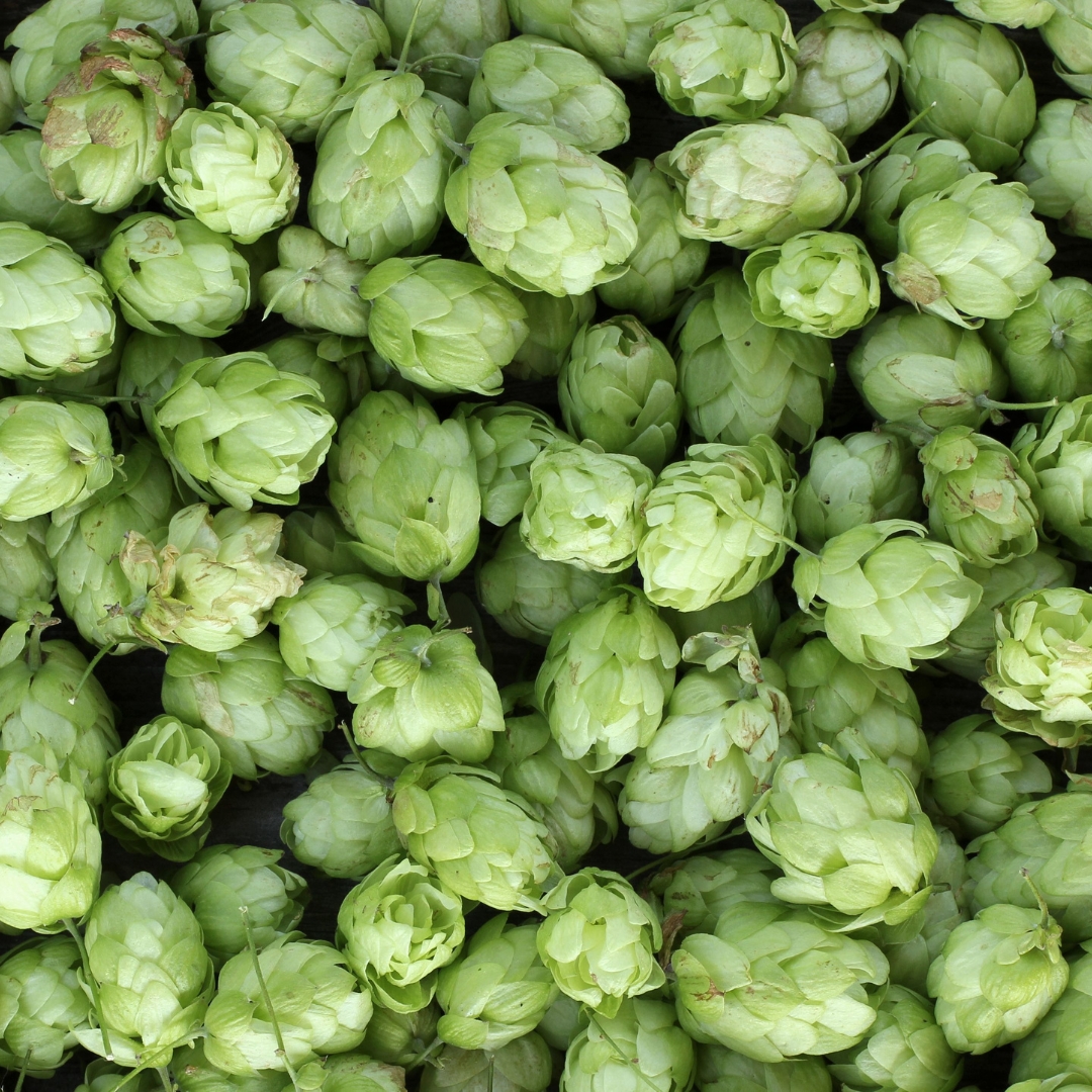 The Pursuit of Hoppiness – Hop Profile Cheat Sheet