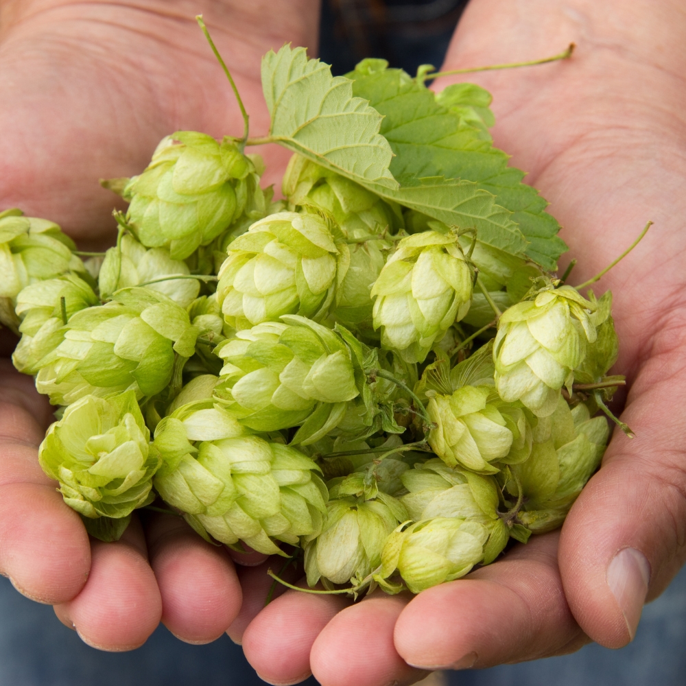 The Pursuit of Hoppiness – Hop Profile Cheat Sheet