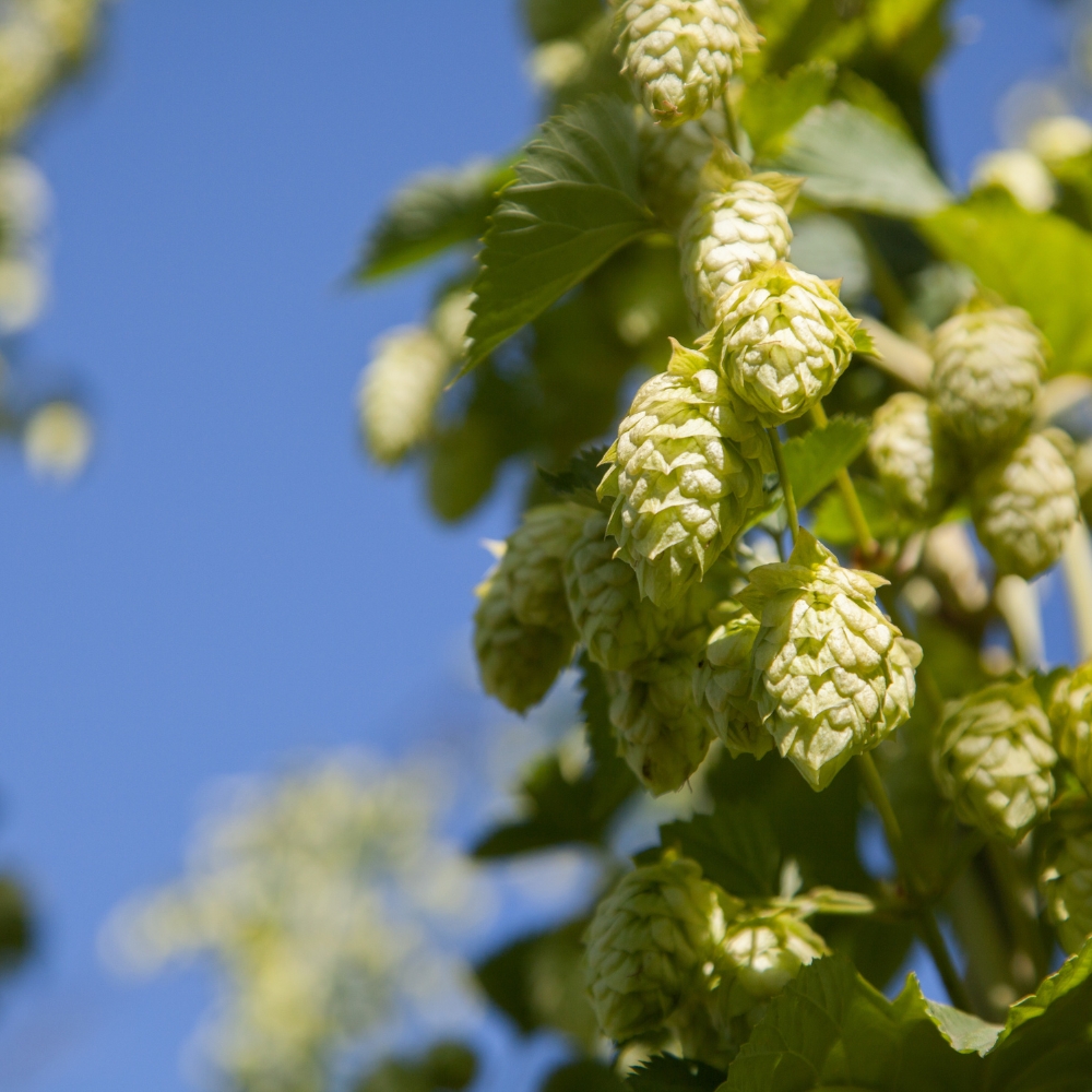 The Pursuit of Hoppiness – Hop Profile Cheat Sheet