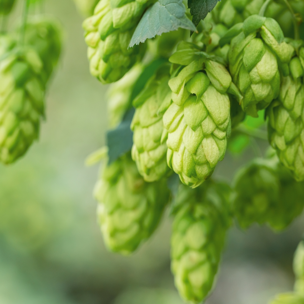 The Pursuit of Hoppiness – Hop Profile Cheat Sheet